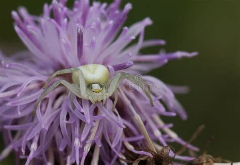 Thomisidae Misumena Vatia Crab Spider Macro Stock Image Image Of