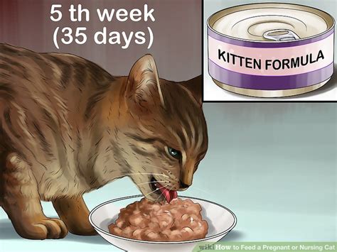 How To Feed A Pregnant Or Nursing Cat 9 Steps With Pictures