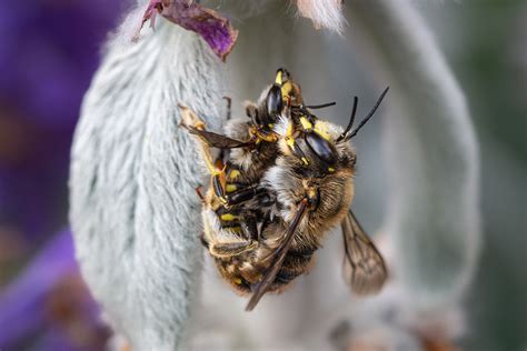Trogtrogblog Wool Carder Bee