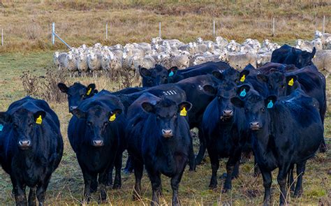 Biosecurity Planning Make It Work For You Integrity Systems