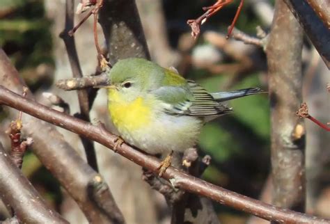 Northern Parula Nh Audubon