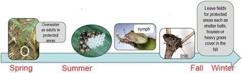 Stink Bug Life Cycle Life Cycles Of Stink Bugs Green Pest Services