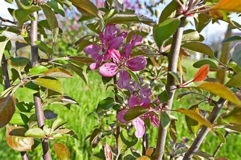 Blooming Garden Of Fruit Trees On A Country Plot Stock Image Image
