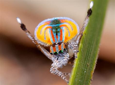 Meet The Most Gorgeous ‘peacock Spider Amusing Planet