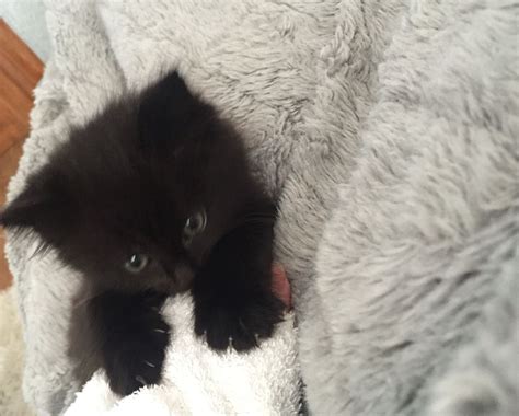 Super Cute Fluffy Black Kitten On White Blanket