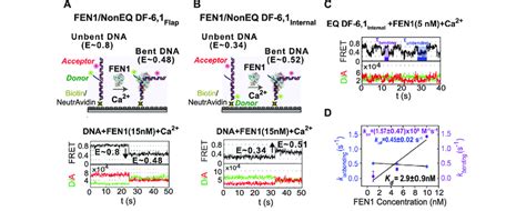 Dna Bending By Fen1 In The Presence Of Ca 2 For Non Equilibrating Download Scientific Diagram