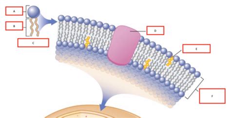 Chap 3 Flashcards Quizlet