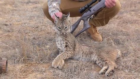Can You Shoot A Bobcat In Iowa At Kathleen Flores Blog