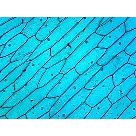 Microscope Slides Of Cells