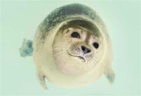 Seals Habitat Behavior Anatomy And More