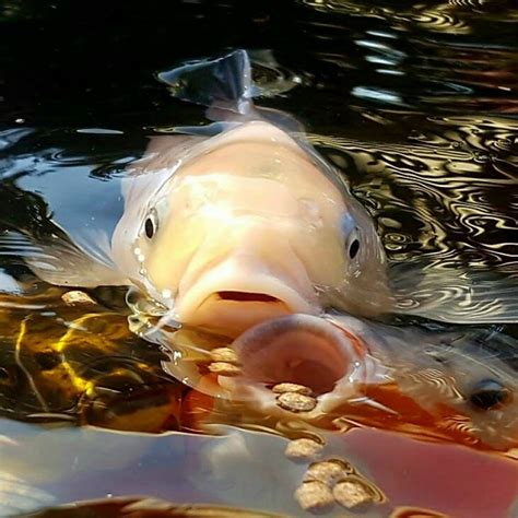 Tom Prendiville Youtube