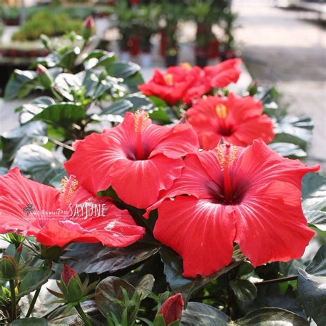 황후의 꽃히비스커스 하와이 무궁화덴마크 무궁화 꽃말 키우기 네이버 블로그