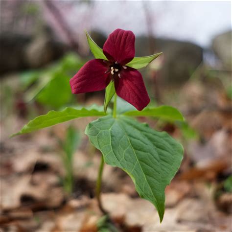 Spring Trillium Hakusan Creation