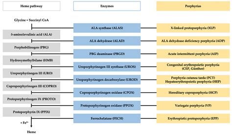Porphyria Cutanea Tarda Pathway