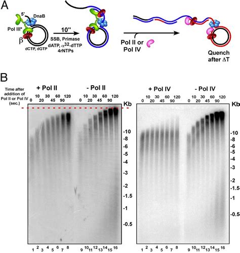 Pol Ii And Pol Iv Slow Down The Replication Fork A The Pol Iii Based Download Scientific