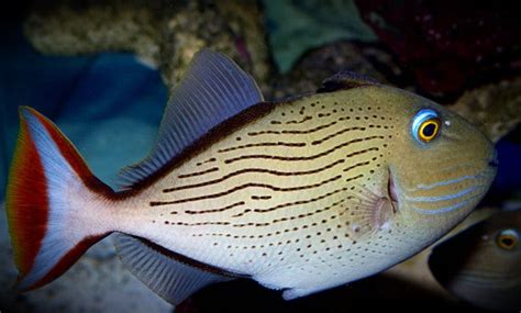 Rare Linespot Triggerfish Size Xl 6 To 7 Violet Aquarium