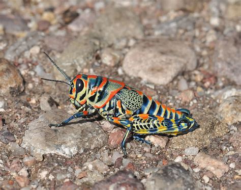 Rainbow Grasshopper Dactylotum Bicolor A Photo On Flickriver