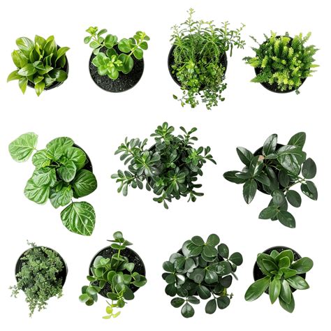 Plant Pot Top View