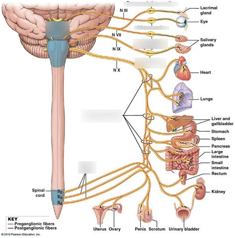 Parasympathetic Chain Ganglia Diagram Quizlet