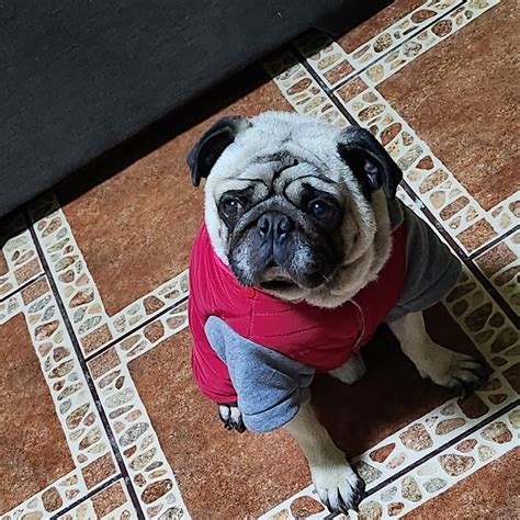 César Licea Youtube