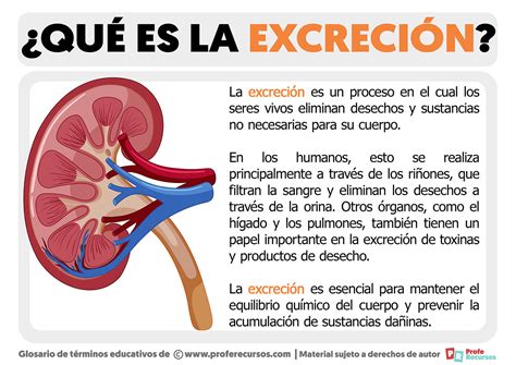 Secretión Y Excreción Clarificando Conceptos Neurat