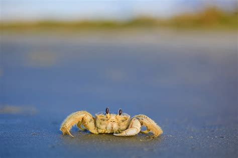 EDUPUB Content Model