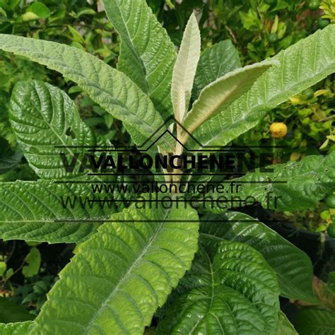 Eriobotrya Japonica ‚coppertone‘ Gilca