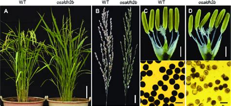 Phenotypic Comparison Between Wild Type Wt And Osaldh2b A Wt