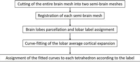 3 Pipeline Of The Application Of A Spatio Temporal Cortical Expansion