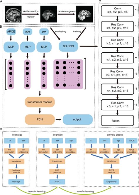 Deep Learning Based Multi Modal Models For Brain Age Cognition And Amyloid Pathology Prediction
