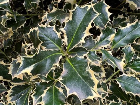 Hydrangea Macrophylla Variegata Variegated Hydrangea — Northwest Blooms