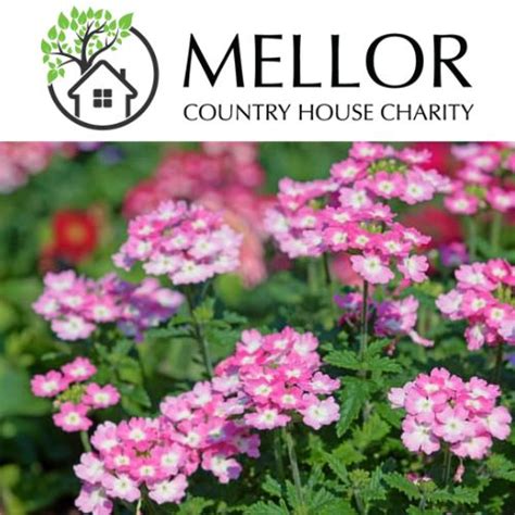 Verbena Mixed Colours Mellor Country House