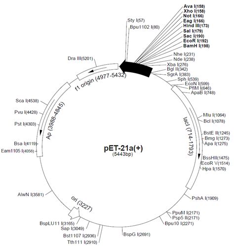 127 Plasmid Vector Images At