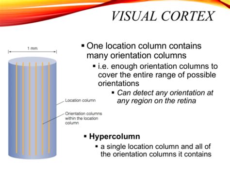 Task 3 Visual Cortex And Beyond Quizlet