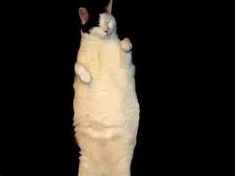Kitty Kat Dance Youtube