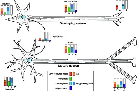 Microtubules Function