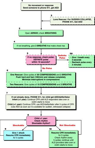 Part 11 Pediatric Basic Life Support Circulation