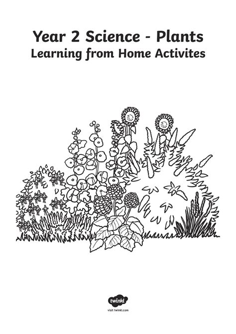 Science Plant Activity Grade 2 Worksheets