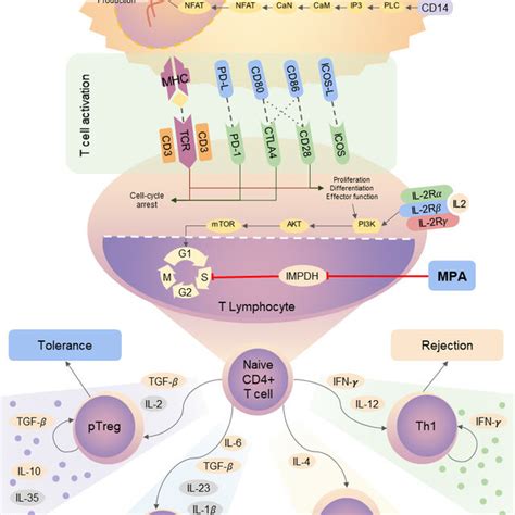 Schematic Representation Of Immune Response Related Genes Involved In