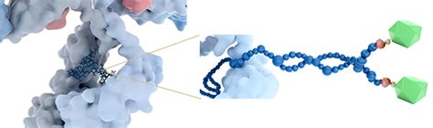 Linker Payload Platform Alphamab Oncology