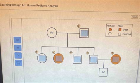 Solved Learning Through Art Human Pedigree Analysis Reset Dd Dd Dd Dd