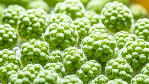 The Science Of Beer Fermentation A Detailed Study