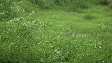 Video Of Rain Falling Montageon Grass Land Stock Video Video Of