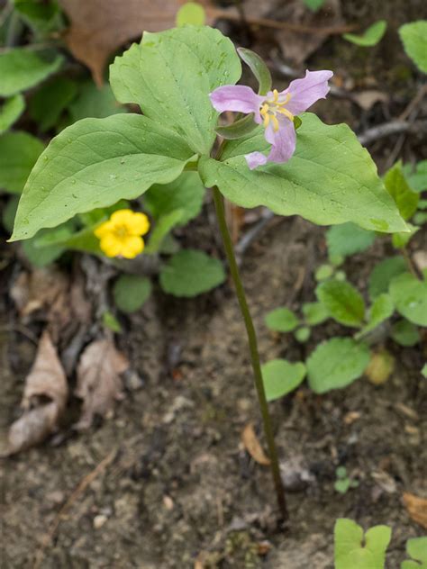 Catesbys Trillium Trillium Catesbaei Western Carolina Botanical Club