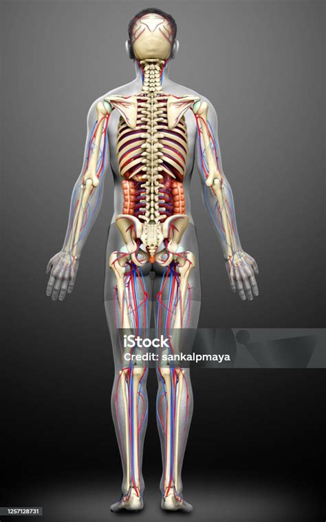 3d 남성 내부 장기 골격 및 순환 시스템의 의학적으로 정확한 그림을 렌더링 3차원 형태에 대한 스톡 사진 및 기타 이미지 3차원 형태 과학 다리뼈 Istock