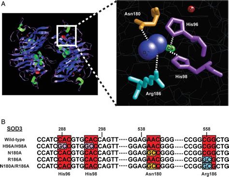 Rational Design Of A Catalytically Inactive Sod3 Protein A Left