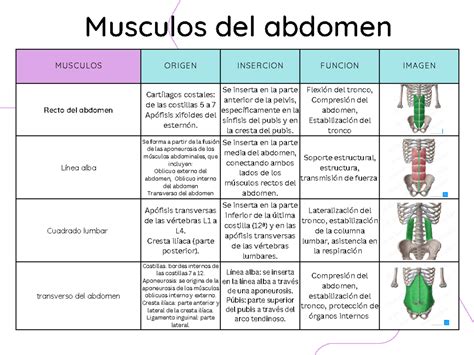 Músculos Del Abdomen Musculos Origen Insercion Funcion Imagen Recto