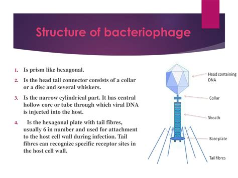 Bacteriophage Ppt Download