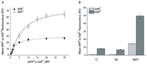 Kinetic Analysis And Ion Requirements For App Or Asp Uptake By