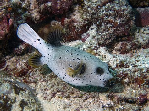 10 Popular Saltwater Puffer Fish Species Build Your Aquarium